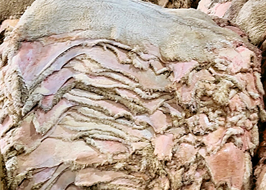 Prep Your Hides - Traditional Tanners