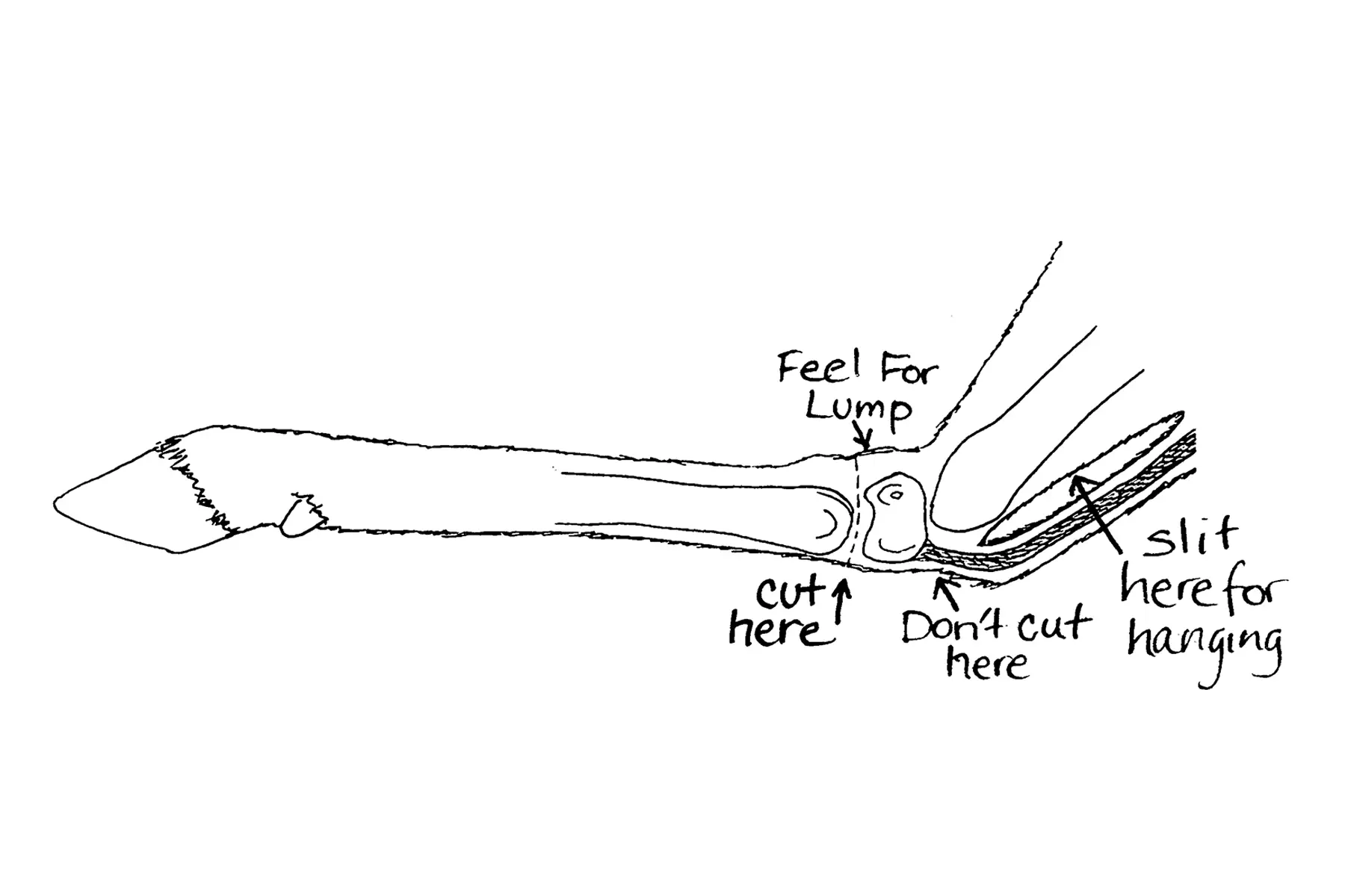 How to Skin Deer, Elk, Antelope, Goat, or Sheep - Traditional Tanners