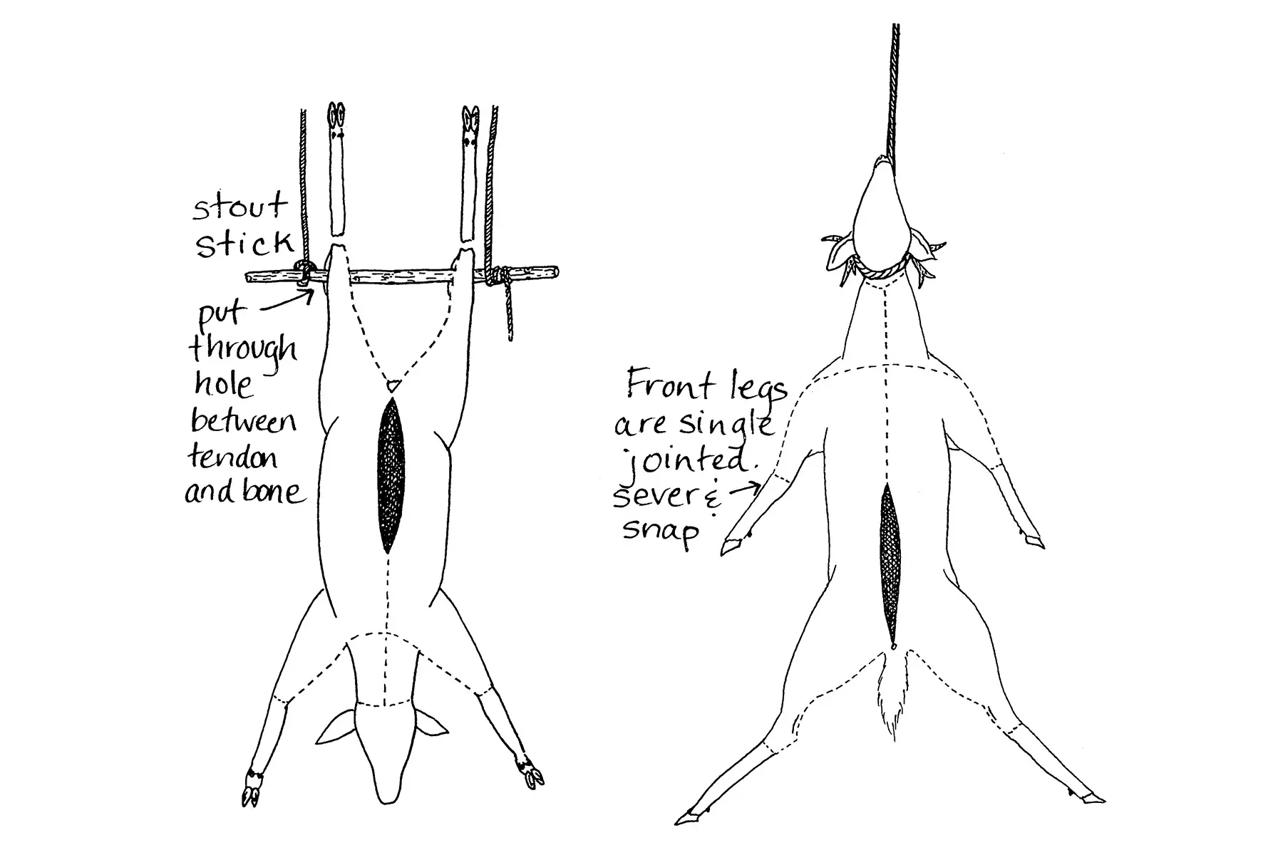 How to Skin Deer, Elk, Antelope, Goat, or Sheep - Traditional Tanners